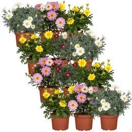 toom Sommer-Margerite Farbmix 10,5 cm Topf, 12er-Set