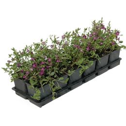 toom Kleinbl&auml;ttriges Immergr&uuml;n 'Atropurpurea' violett 9 cm Topf, 12er-Set