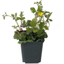 toom Waldsteinia gelb 9 cm Topf