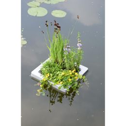 toom Schwimminsel inkl. 4er Set Pflanzen, 19 cm Topf