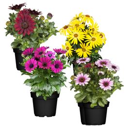 toom Kapk&ouml;rbchen 'Sunny' Farbmix 12 cm Topf, 4er-Set