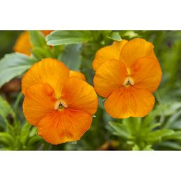 toom Hornveilchen Orange, 9 cm Topf, 6er-Set