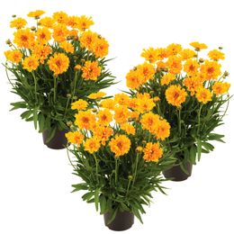 toom M&auml;dchenauge 'Early Sunrise' gelb 11 cm Topf, 3er-Set