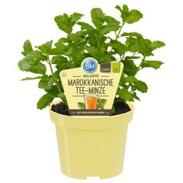 blu Bio-Marokkanische Teeminze 12 cm Topf