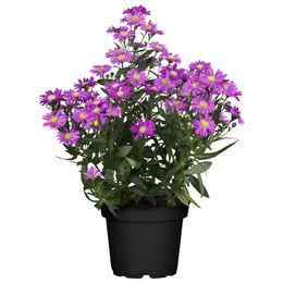 Glattblatt-Aster rosa 10,5 cm Topf, 3er-Set