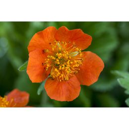 Bio Nelkenwurz 'Borisii', 9 cm Topf, 3er-Set