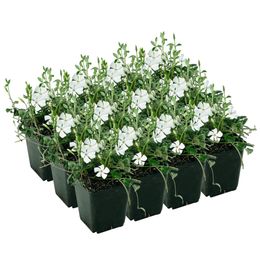 toom Kleinbl&auml;ttriges Immergr&uuml;n 'Alba' wei&szlig; 9 cm Topf, 12er-Set