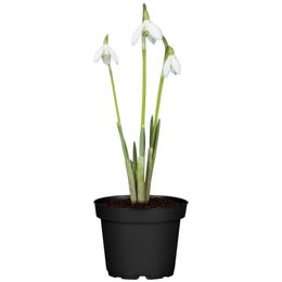toom Schneegl&ouml;ckchen wei&szlig; 8 cm Topf