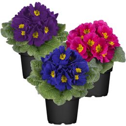 toom Primel pink sortiert 10,5 cm Topf 3er-Set