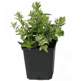 toom Spindelstrauch 'Harlequin' 9 cm Topf
