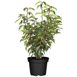toom Portugiesischer Kirschlorbeer 60-70 cm