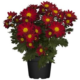 Chrysantheme bordeaux 10,5 cm Topf, 3er-Set
