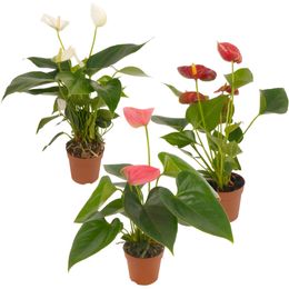 toom Flamingoblume 'Sierra' Farbmix 7 cm Topf, 3er-Set