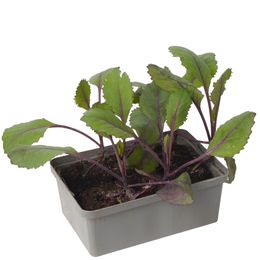 toom Rotkohl 6er-Schale