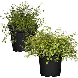 Drahtstrauch sortiert 13 cm Topf, 2er-Set