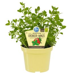 blu Bio-Erdbeerminze 12 cm Topf