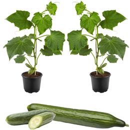 toom Mini-Snack-Gurke 'Mini Stars' 12 cm Topf, 2er-Set