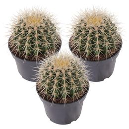 toom Schwiegermutterstuhl-Mix 6 cm Topf, 3er-Set