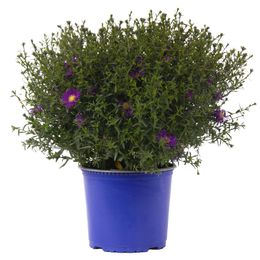 Herbstaster verschiedene Farben 19 cm Topf