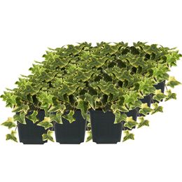 toom Efeu 'Gold Child' 1 qm 9 cm Topf, 12er-Set