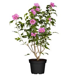 toom Garteneibisch rot 19 cm Topf