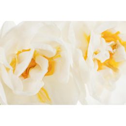 Narzisse 'Bridal Crown', 23 cm Schale