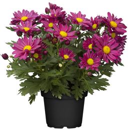 Chrysantheme violett 10,5 cm Topf, 3er-Set