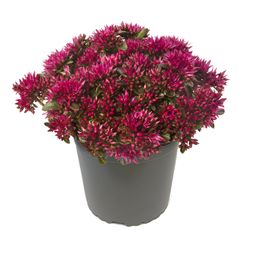 Fettblatt Spot On 'Deep Rose' 13 cm Topf