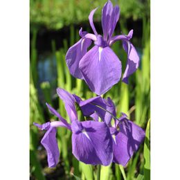 toom Japanische Wasserschwertlilie 'Blau', 9 x 9 cm Topf, 3er-Set