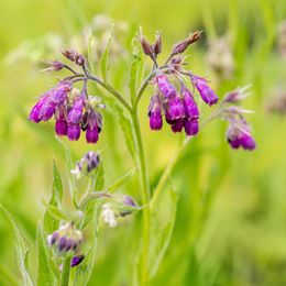 Echter Beinwell - Wilder Comfrey Lieferform: Im 9 cm Topf