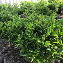 Immgergr&uuml;ner Spindelstrauch 'Green Empire' Liefergr&ouml;&szlig;e: 10 - 30 cm