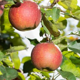 Allergiker-Apfel 'Wellant', 5 Liter, 80 - 100 cm Liefergr&ouml;&szlig;e: 80 - 100 cm