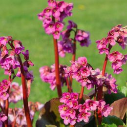 Bergenie 'Bressingham Ruby' Lieferform: Im 9 cm Topf