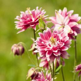 Gef&uuml;llte Akelei 'Nora Barlow' Lieferform: Im 9 cm Topf