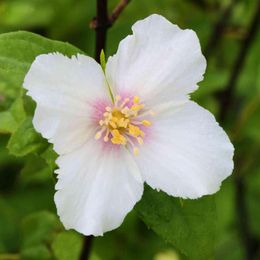 Gartenjasmin 'Belle Etoile' 5 Liter, 40 - 60 cm Liefergr&ouml;&szlig;e: 40 - 60 cm