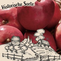 Herbstapfel 'Baya Marisa' C5 100 - 120 Liefergr&ouml;&szlig;e: 100 - 120 cm