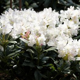 Rhododendron Hybride 'Cunninghams White', 5 Liter, 30 - 40cm Liefergr&ouml;&szlig;e: 30 - 40 cm