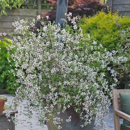 Zwerg-Jasmin 'Petite Perfume Pink' Lieferform: Im 4 Liter Topf