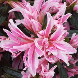 Japanische Azalee 'Pink Spider ' C3 30 - 40 cm Liefergr&ouml;&szlig;e: 30 - 40 cm