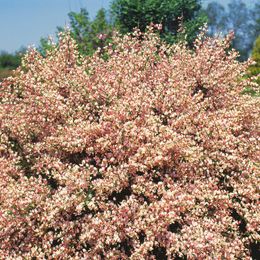 Elfenbein-Ginster 'Zeelandia' Liefergr&ouml;&szlig;e: 40 - 60 cm