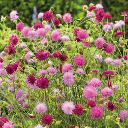 Mazedonische Witwenblume 'Melton Pastels' Lieferform: Im 9 cm Topf