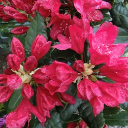 Rhododendron 'Hachmann's Feuerschein ' - Container Liefergr&ouml;&szlig;e: 30-40 cm
