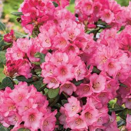 Rhododendron 'Wine & Roses' Liefergr&ouml;&szlig;e: 30-40cm