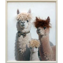 SONSTIGE Leinwandbild STYLISH LAMA