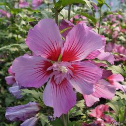 Garteneibisch 'Maike' - Hibiskus 60/80 Liefergr&ouml;&szlig;e: 60 - 80 cm
