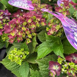 Bauernhortensie 'Deep Purple Dance' Liefergr&ouml;&szlig;e: 30 - 40 cm