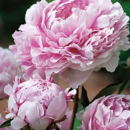 Pfingstrose 'Sarah Bernhardt' 11 cm Topf Lieferform: Im 1 Liter Topf