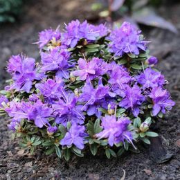 Rhododendron 'Azurika' Liefergr&ouml;&szlig;e: 25-30 cm