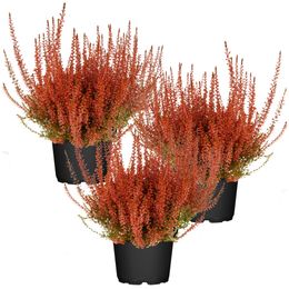 toom Knospenheide orange gef&auml;rbt 11 cm Topf, 3er-Set