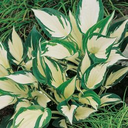 Herzblatt-Funkie 'Fire & Ice' Lieferform: Im 9 cm Topf